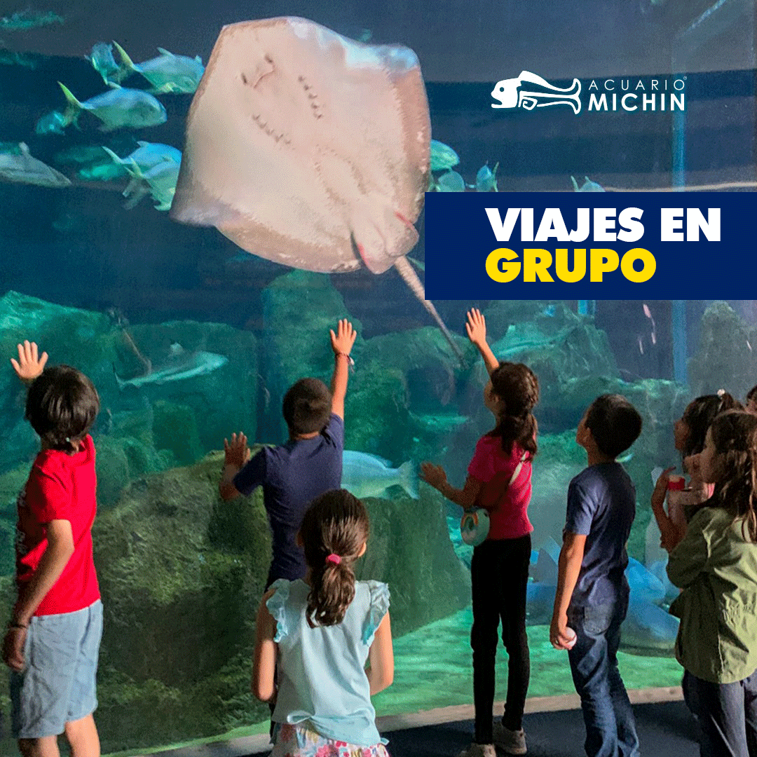 Vive la experiencia Michin – Acuario Michin CDMX