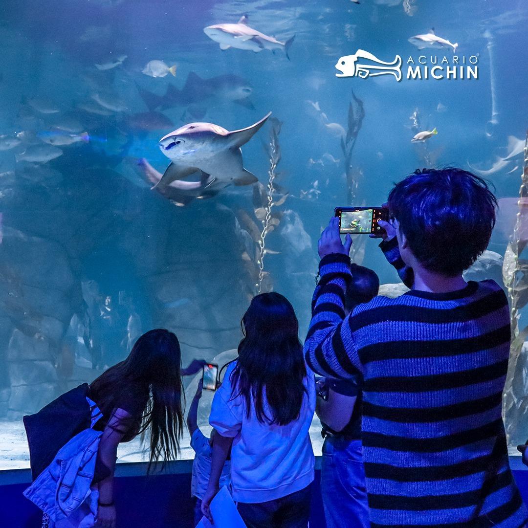 ¡Ven a vivir esta gran #Experiencia MICHIN! – Acuario Michin CDMX